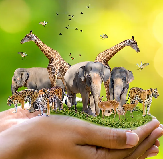 Imagine Talking To Animals — Through AI | Solomon Negash